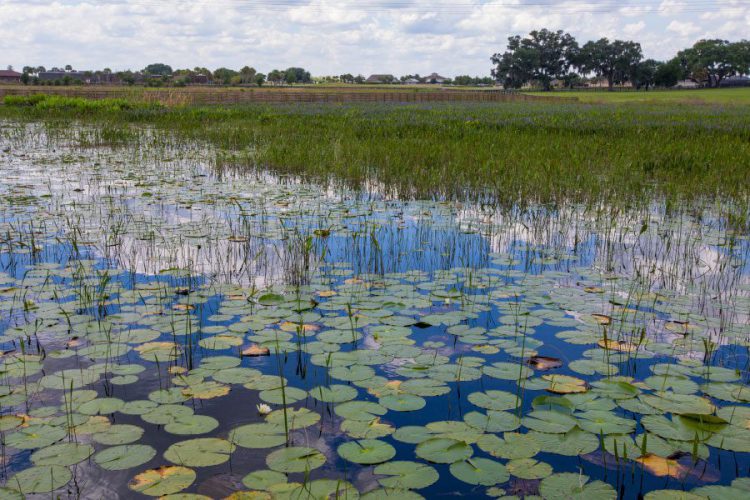 Mosquito Control Adulticide Solutions - Mosquito Applications | Clarke