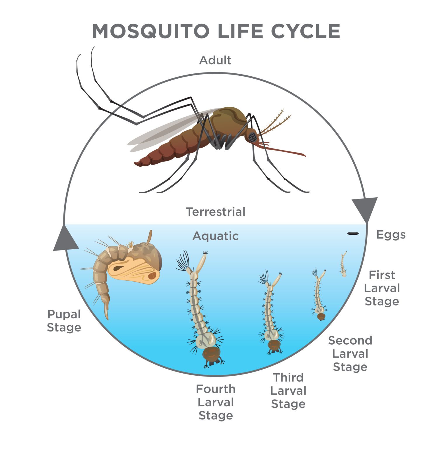 Controlling Mosquito Larvae in Water: The Basics on Mosquito Larvicides ...