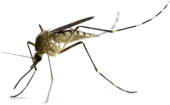 Mosquito Control Larvicide Products | Clarke