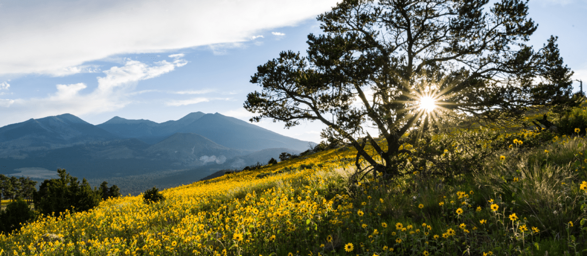 Zenivex® Mosquito Adulticide | Distributed by Clarke