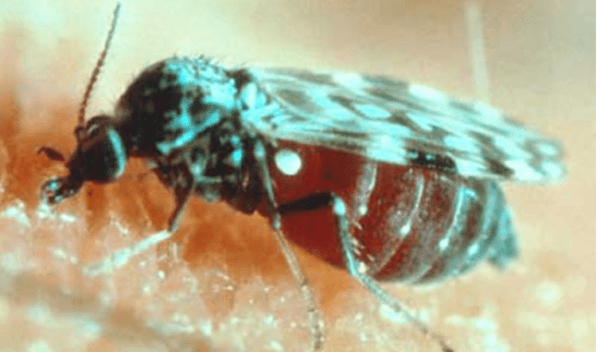 Mosquito Species Identification Guide | Clarke Blog