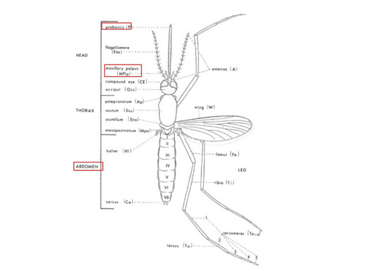Mosquito Species Identification Guide | Clarke Blog