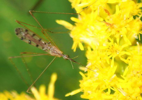 Mosquito Species Identification Guide | Clarke Blog
