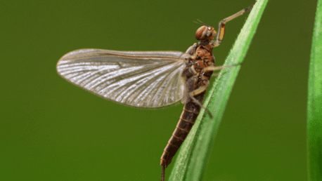Mosquito Species Identification Guide | Clarke Blog