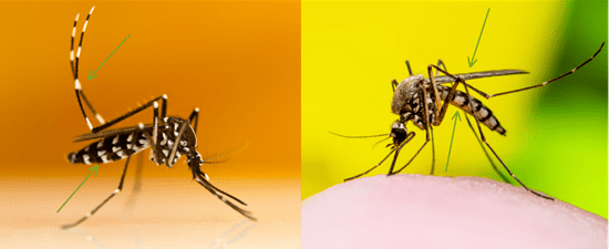 Mosquito Species Identification Guide | Clarke Blog