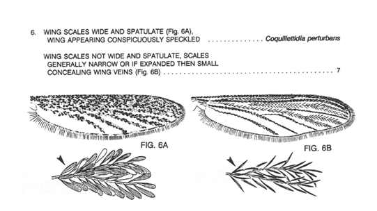 Mosquito Species Identification Guide | Clarke Blog