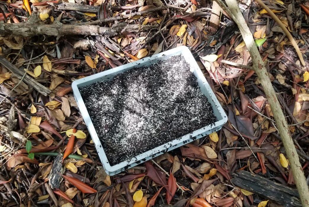 Natular G30 as a Larval Pretreatment Option: Case Study| Clarke